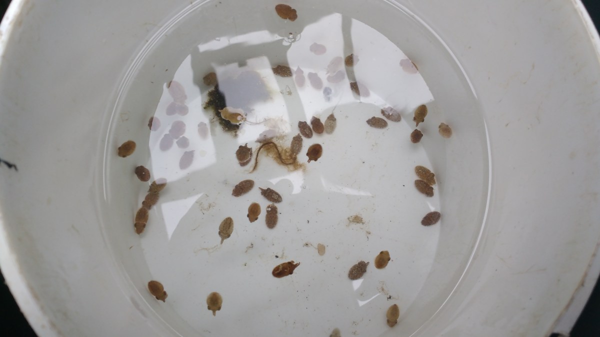 Hatching Baby Cuttlefish | benology
